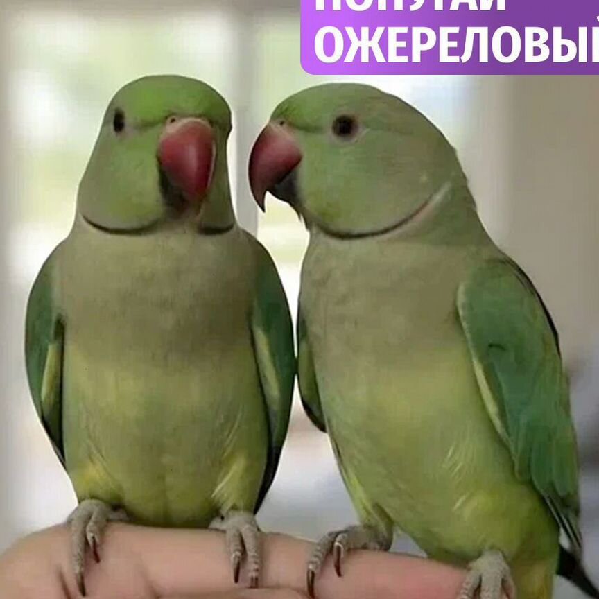 Попугай Ожереловый