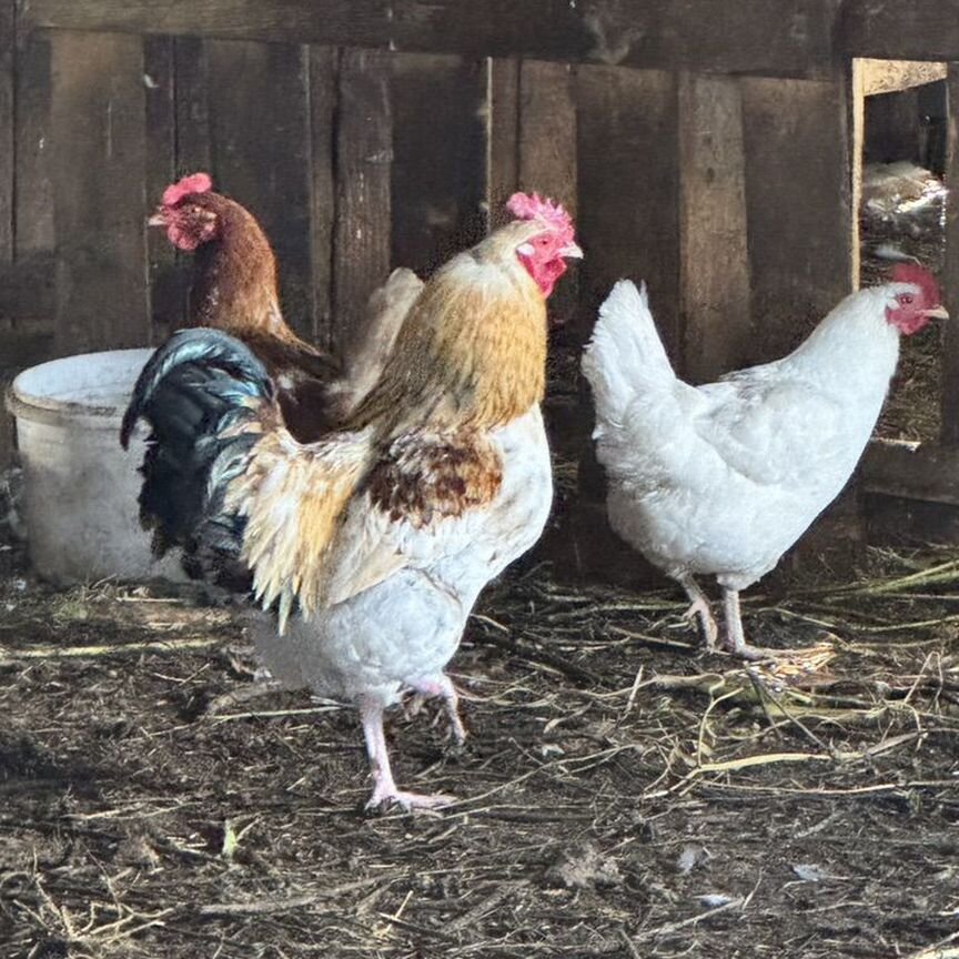 Молодые петухи