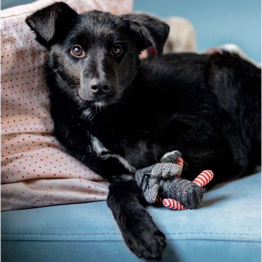 Щенок в добрые руки