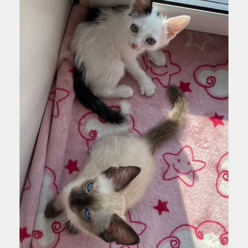 Котята в добрые руки бесплатно мальчик и девочка
