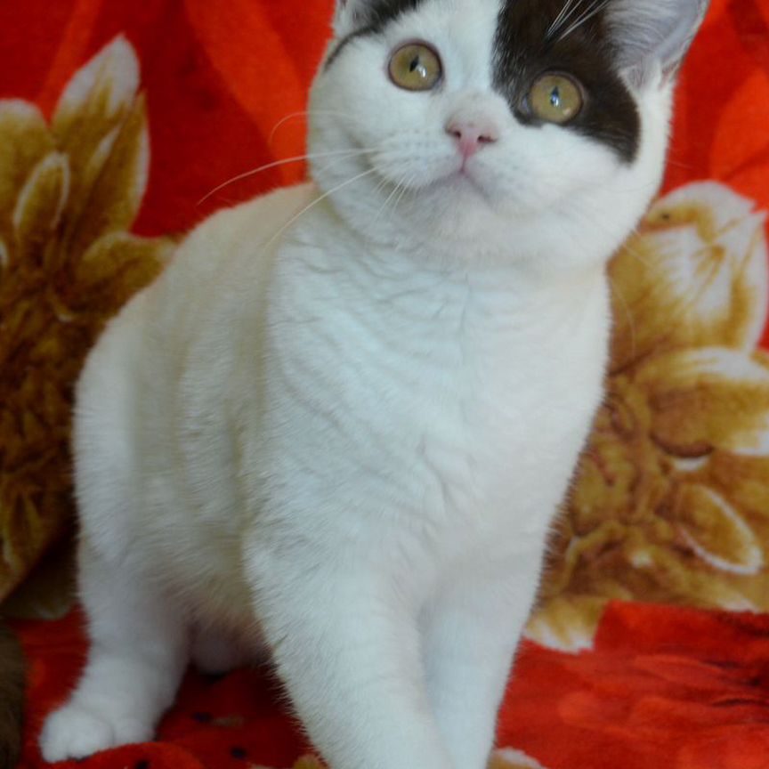 Шоколадный Котик