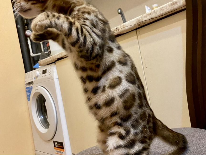 Бенгальские котята