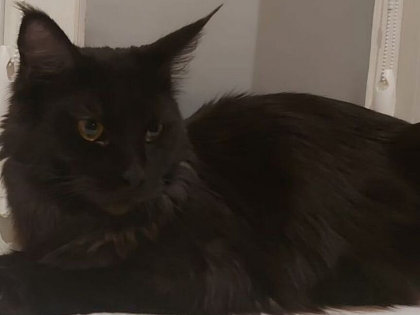 Отдам мейн-кун бесплатно