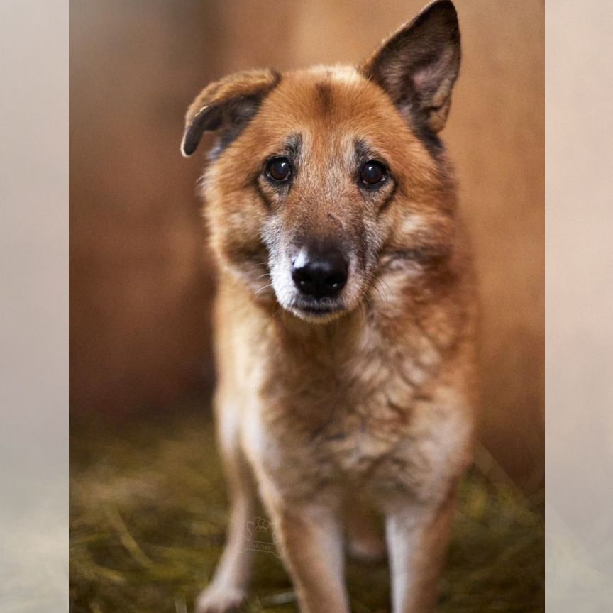 Взрослый пёс в добрые руки