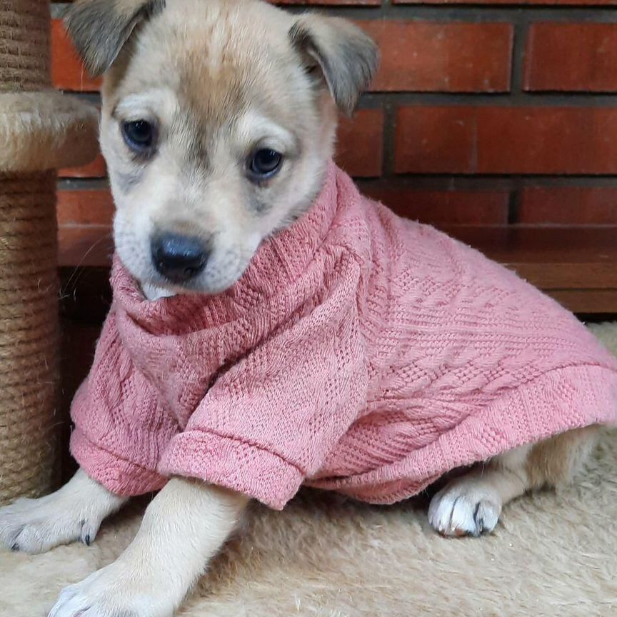 Щенок в добрые руки