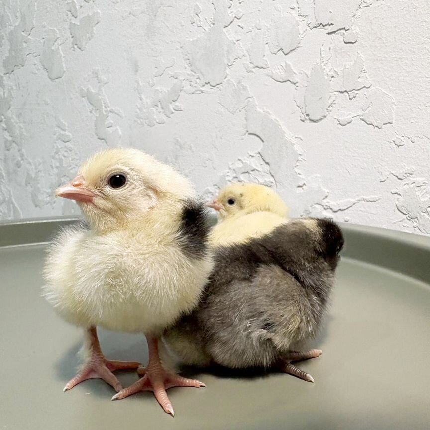 Цыплята суточные
