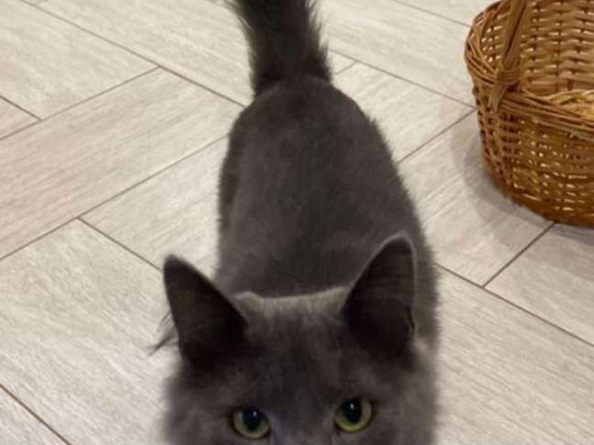 Котик в добрые руки
