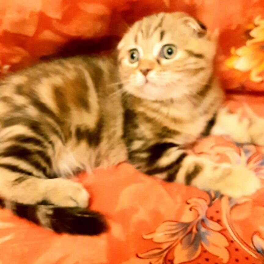 Шотландские котята