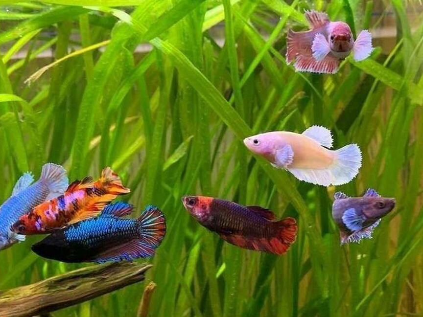 Бойцовая рыбка "Петушок"