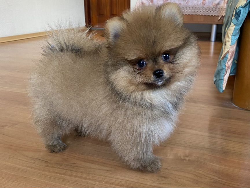 Мини мальчк померанского шпица, мишка