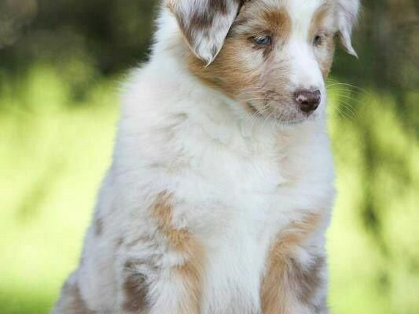 Австралийская овчарка аусси