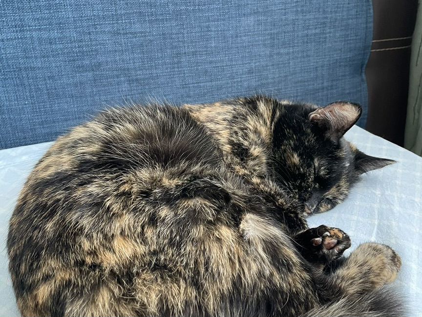 Кошка в добрые руки