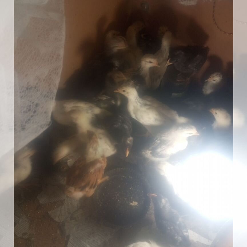 Продаются цыплята домашние 23 дневные