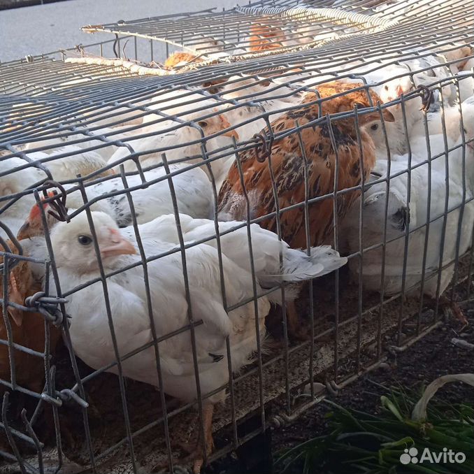 Цыплята адлерская и кученская