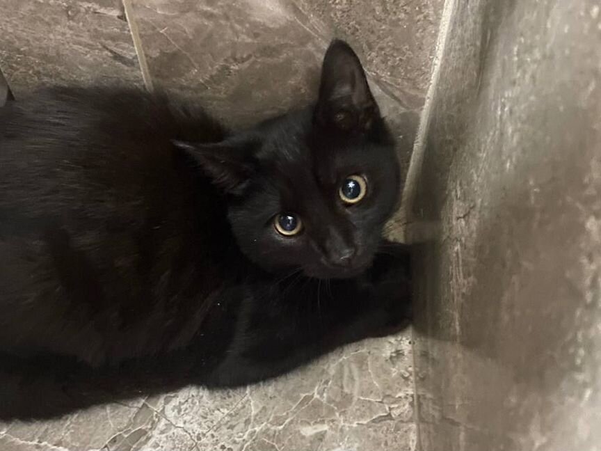Отдам кота в добрые руки