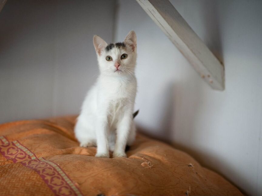 Котёнок Туя 3,5 месяца из прмюта в добрые руки