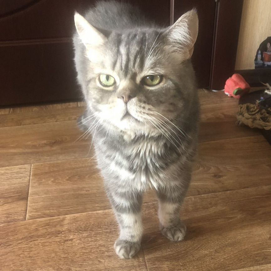 Шотландская