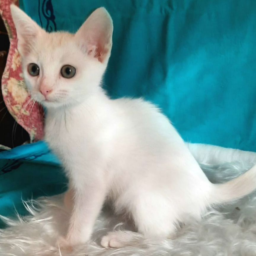 Белого котёнка подкинули к вет.клинике