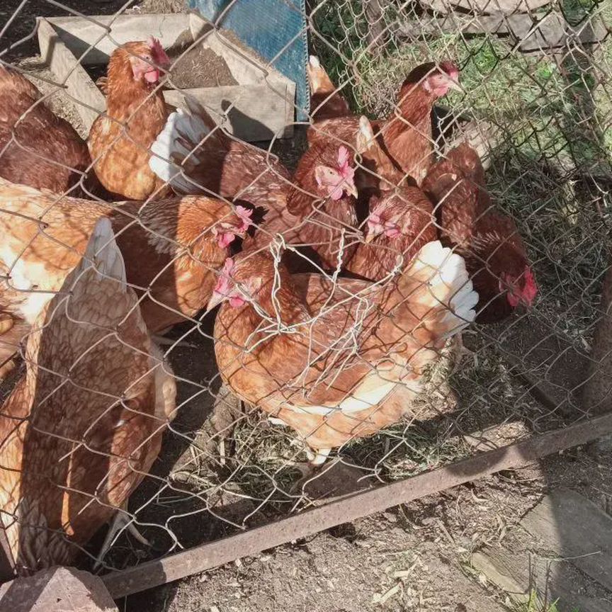 Куры несушки