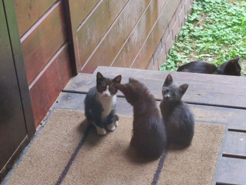 Котята погибнут на дачах