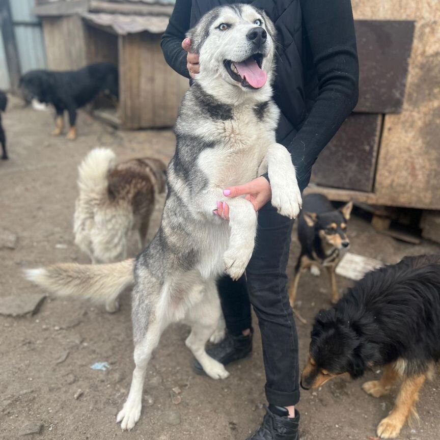 Аляскинский маламут