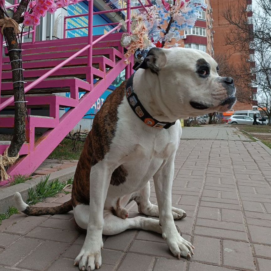 Вязка Американский бульдог