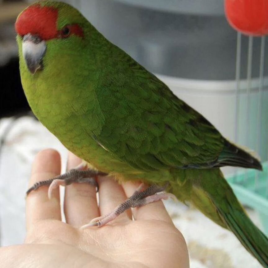 Попугаи какарики