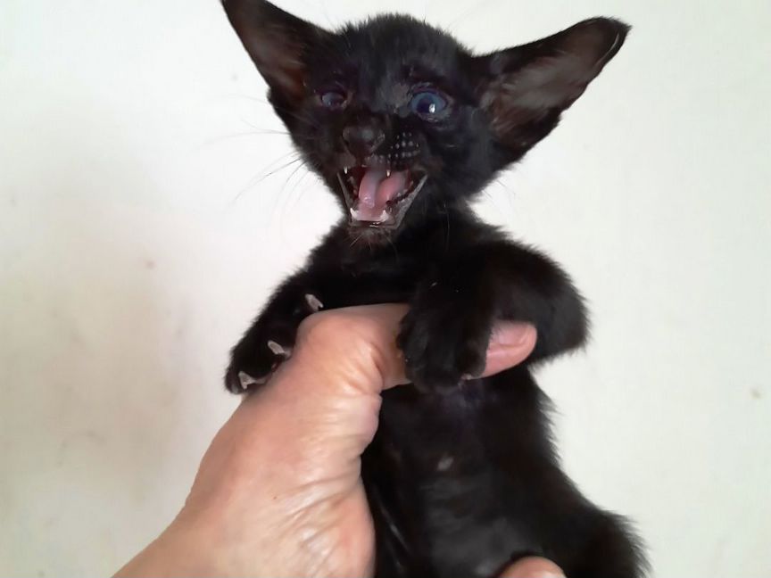 Ориентальная