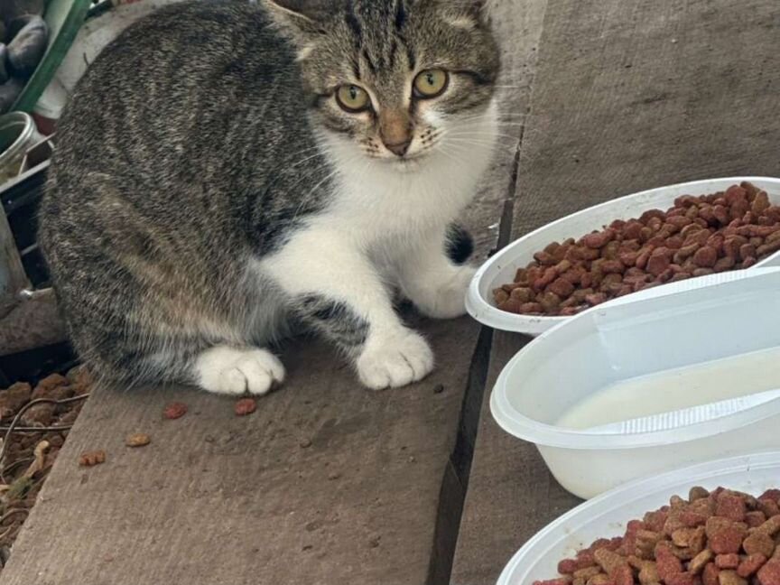 Кошка