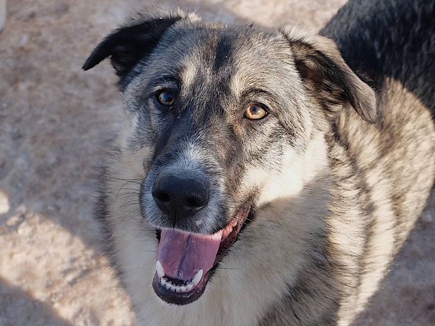 Собака в добрые руки Тесса