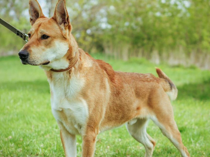 Шнапс потерял дом в одном ошейнике,ищет новый дом