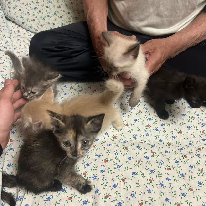 Котёнок в добрые руки