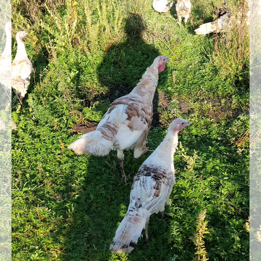 Индюки на развод