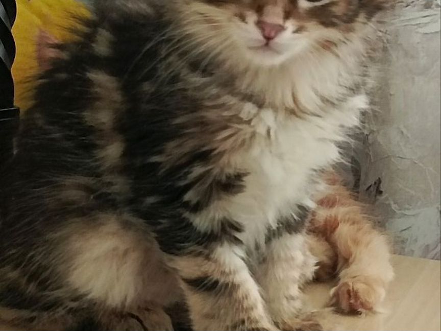 Котята курильский бобтейл