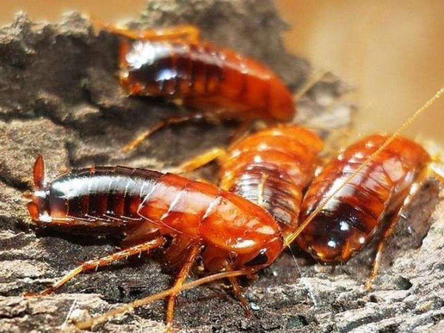 Кормовые насекомые