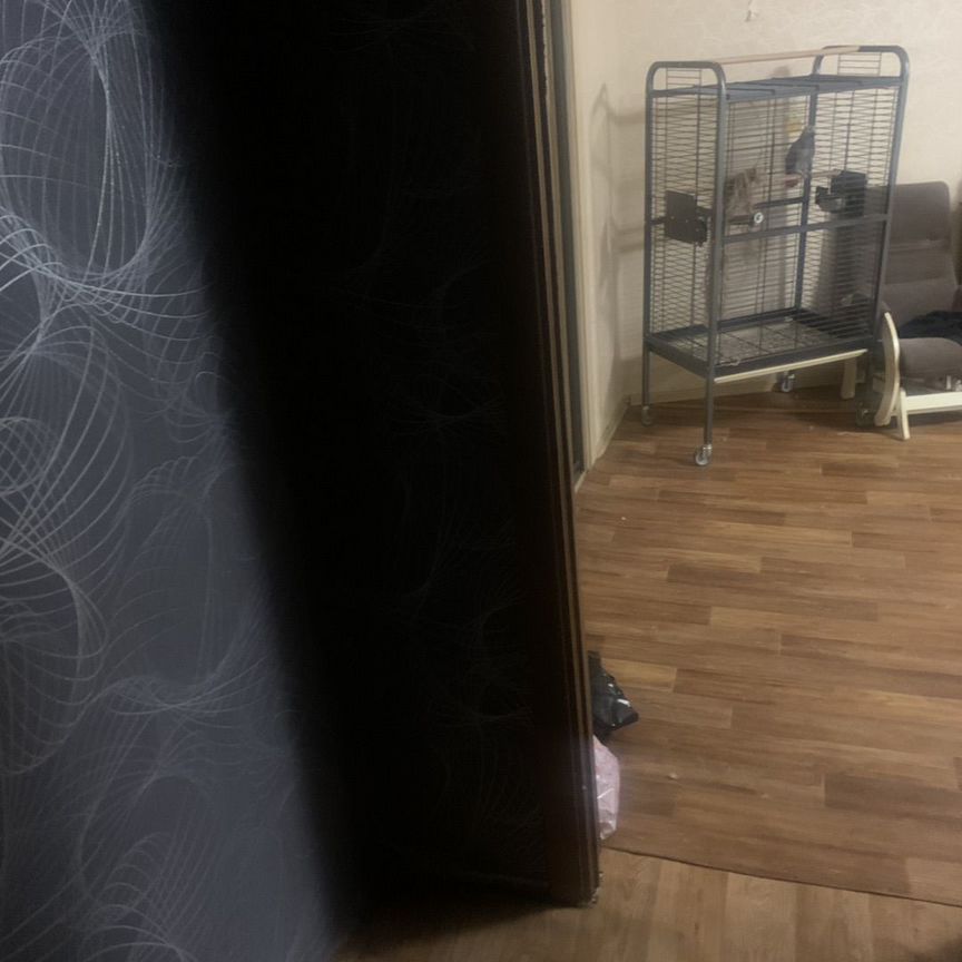 Продам большого попугая