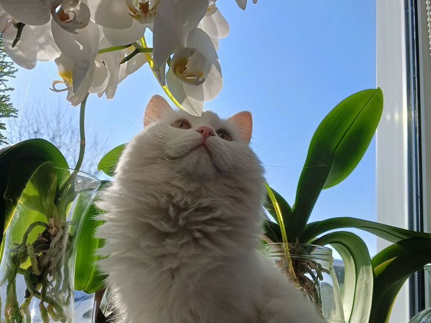 Кот турецкая ангора