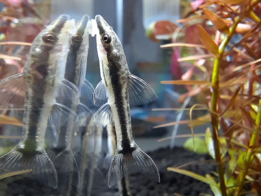 Отоцинклюс