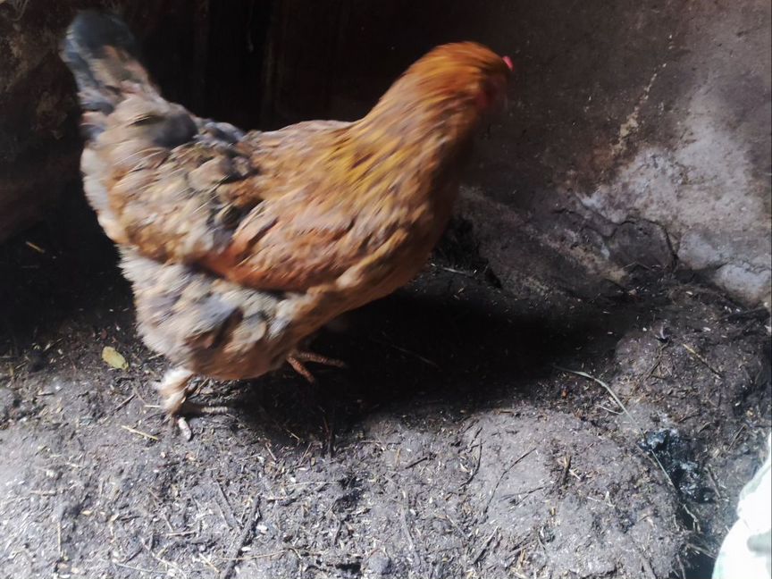 Продам курей несушек возраст 10 месяцев