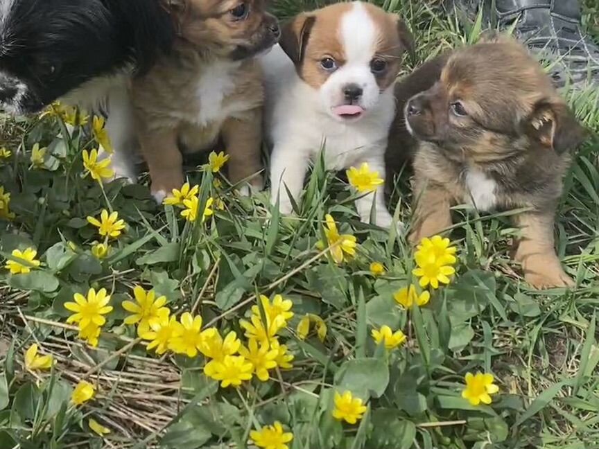 Щенята в добрые руки