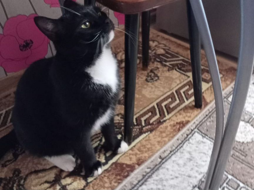 Отдам кота в добрые руки