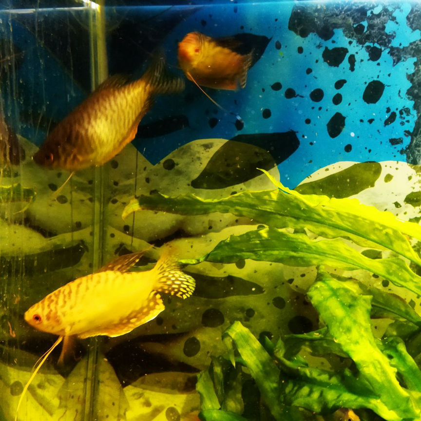 Аквариумные рыбки