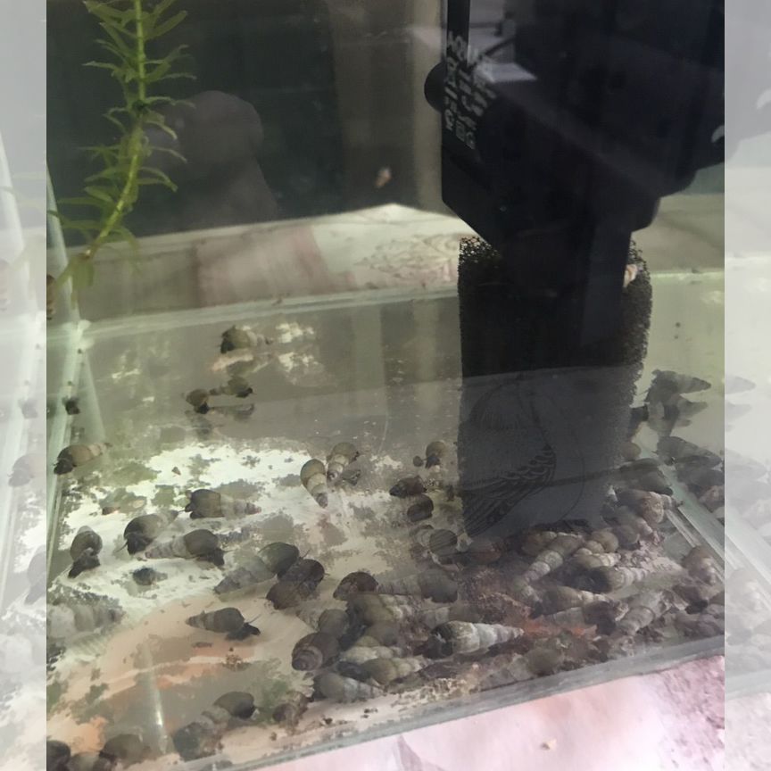 Улитки грунтовые мелании