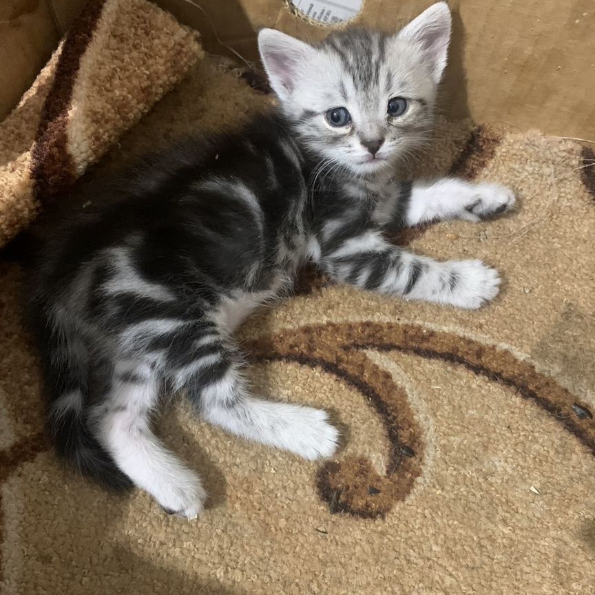 Котята в добрые руки