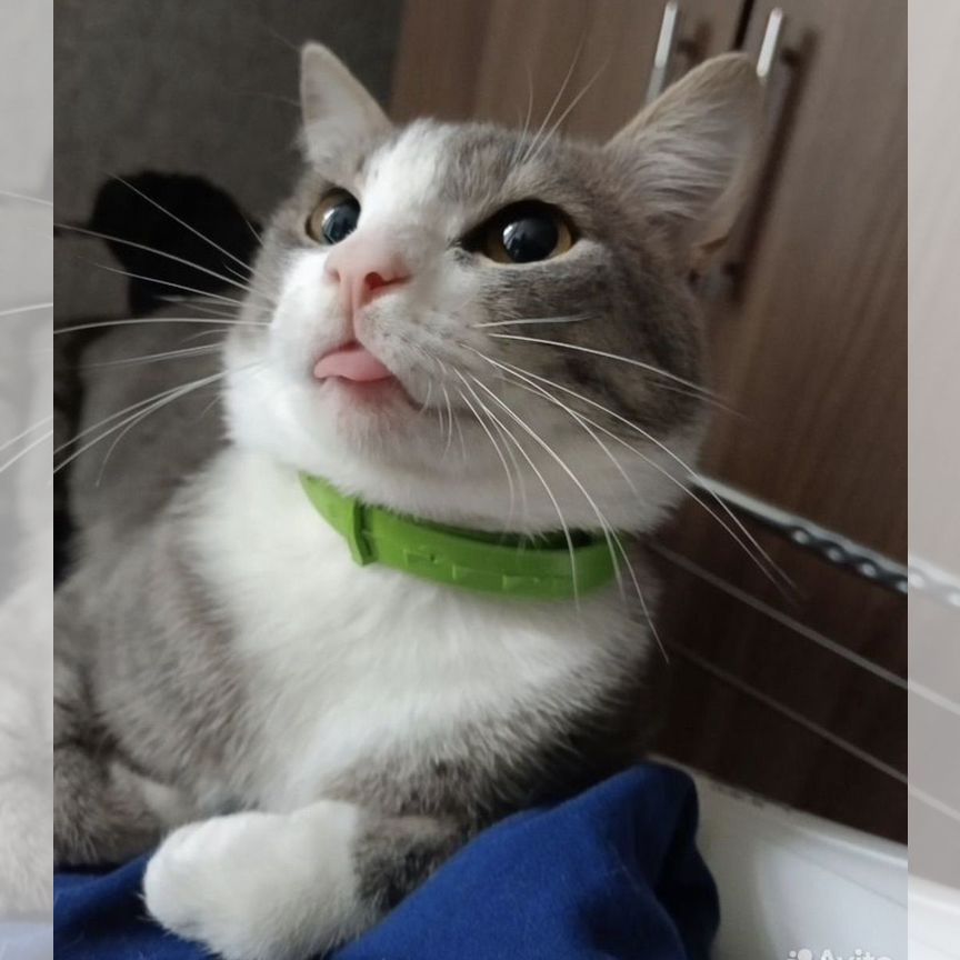 Взрослый кот в добрые руки