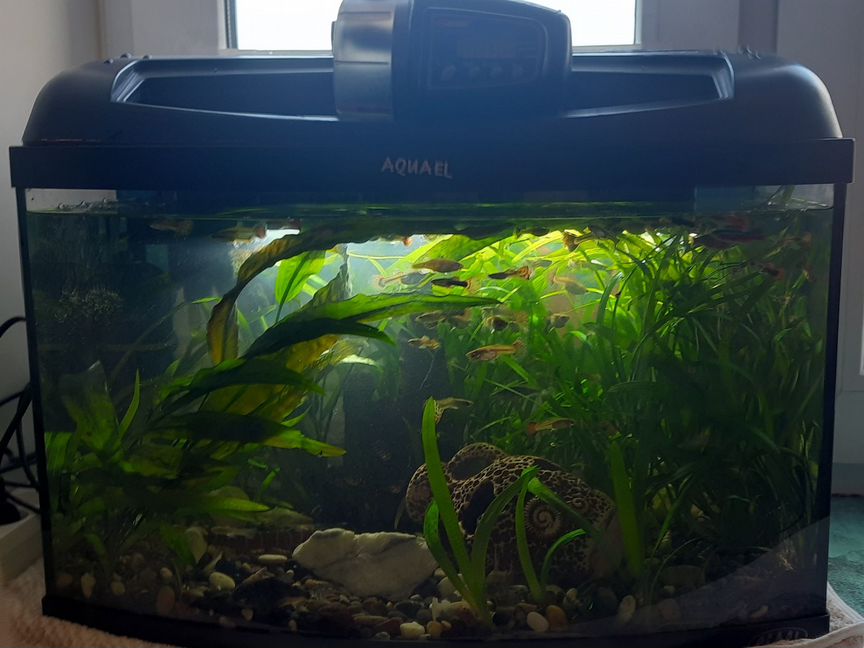 Аквариум с рыбами и оборудованием