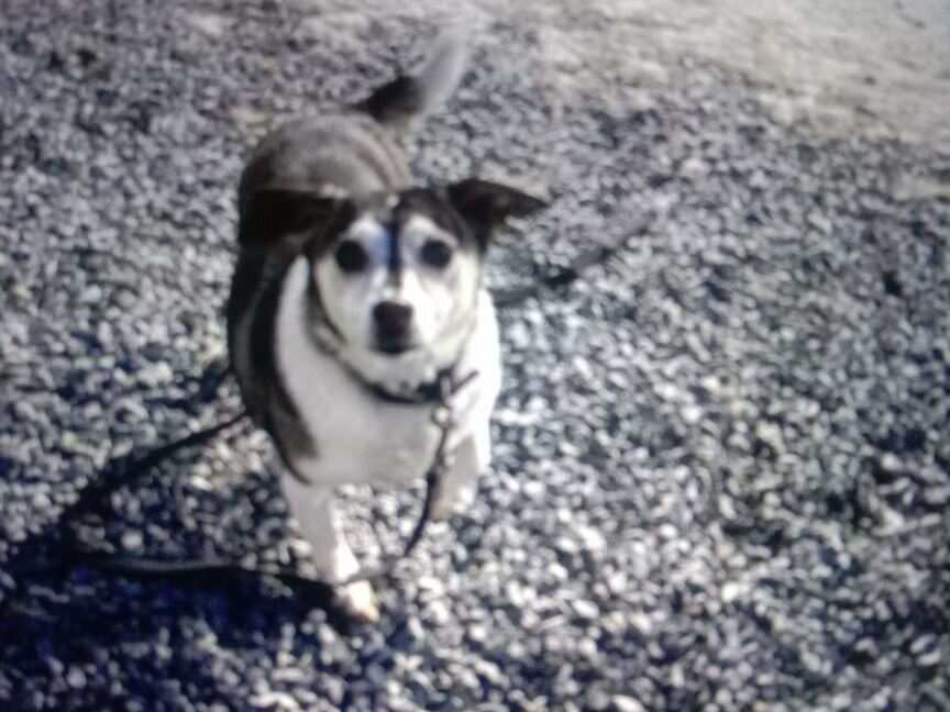 Собака ищет заботливого хозяина