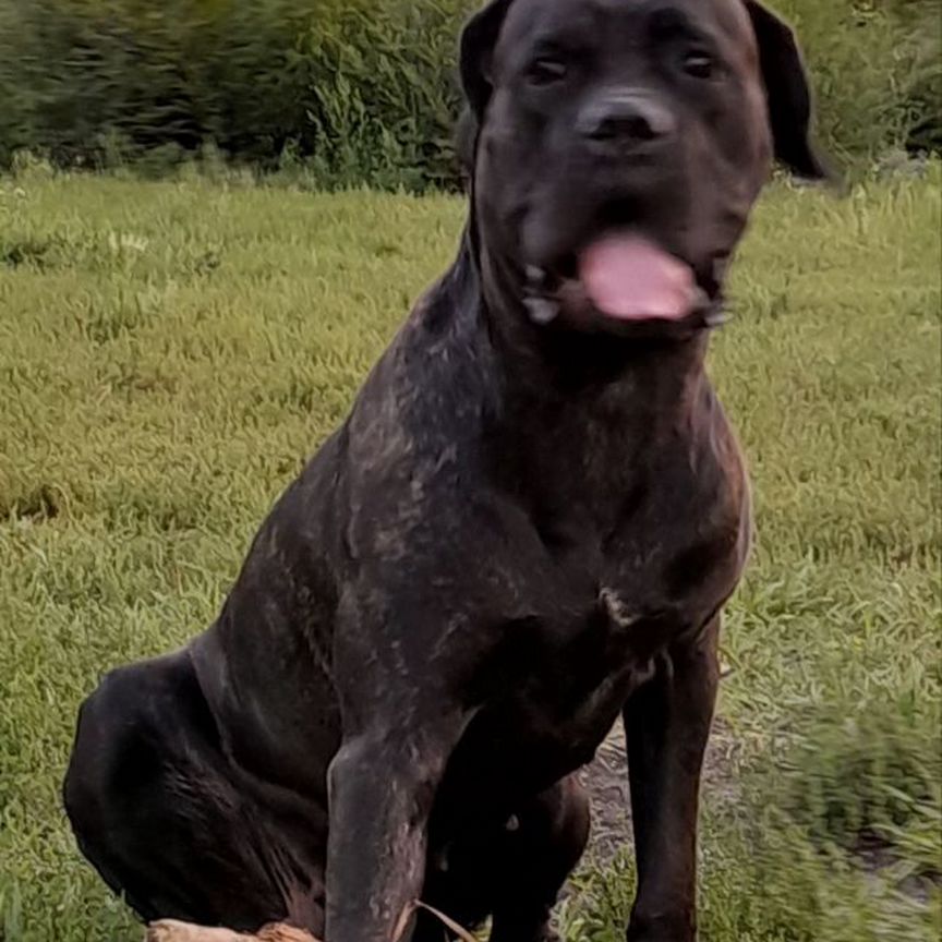 Девочка породы кане-корсо