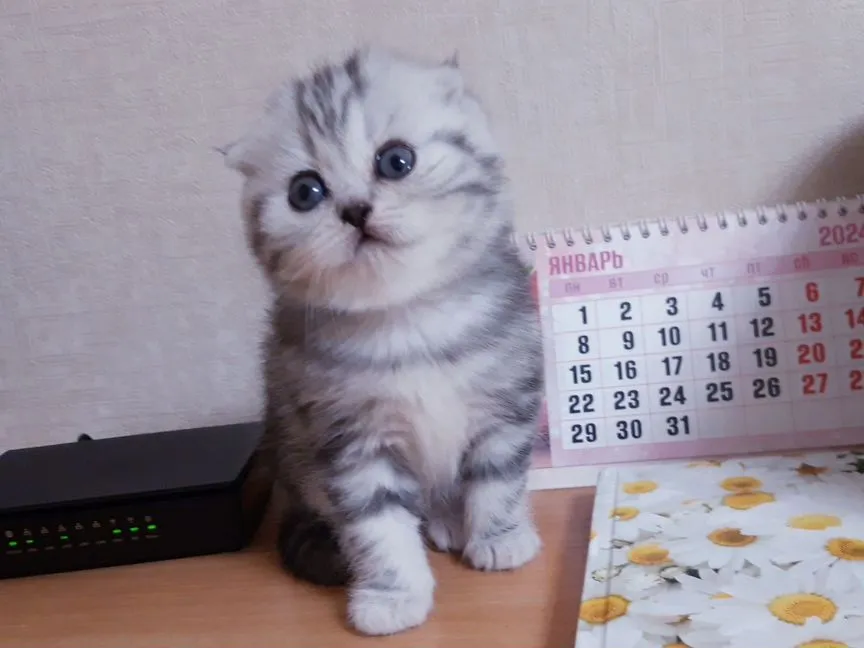 Шотландский котенок, девочка