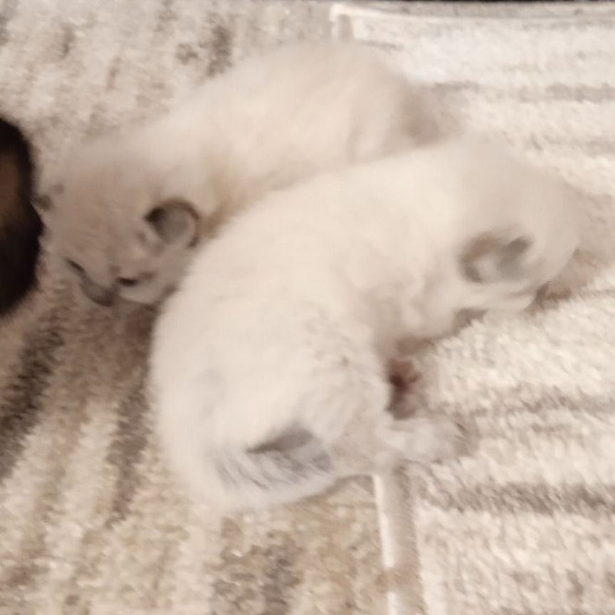 Открыта бронь на котят